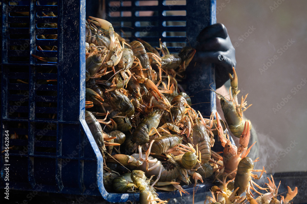 Living raw European crayfishes Astacus astacus (noble or broad-fingered ...