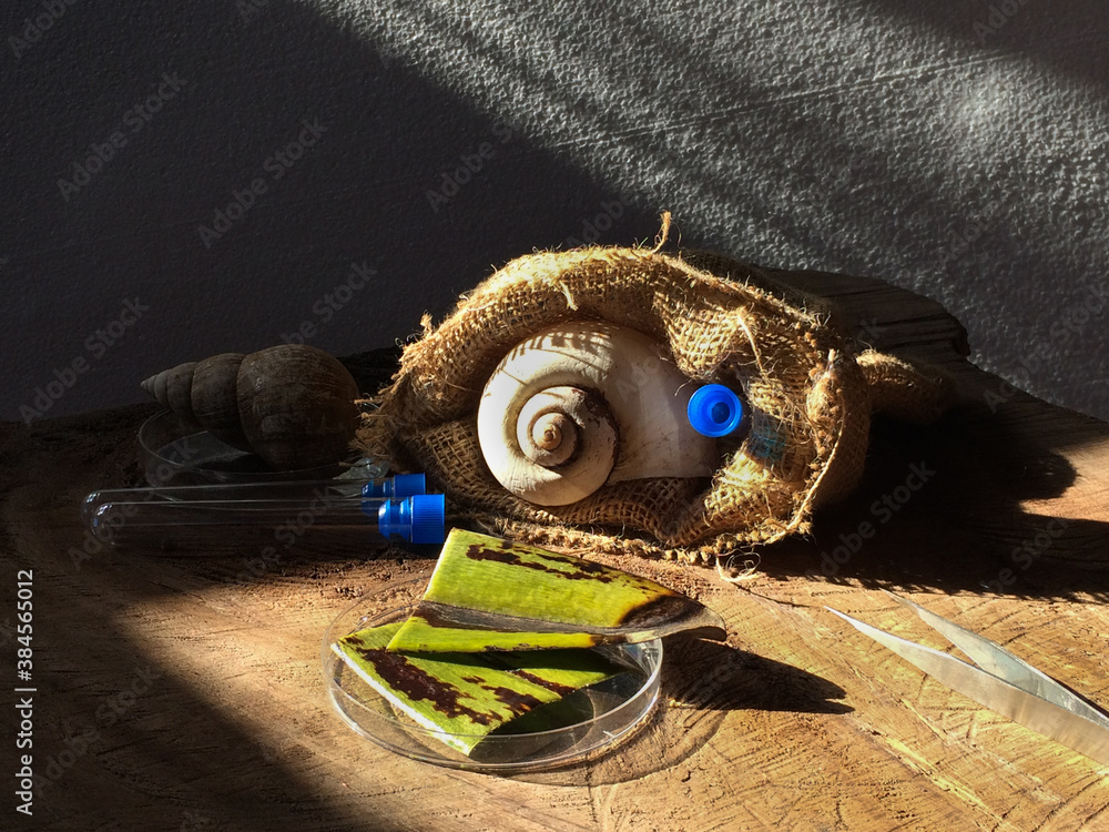 vanda orchid are damaged by Anthracnose disease (leaf blight) on plate ...