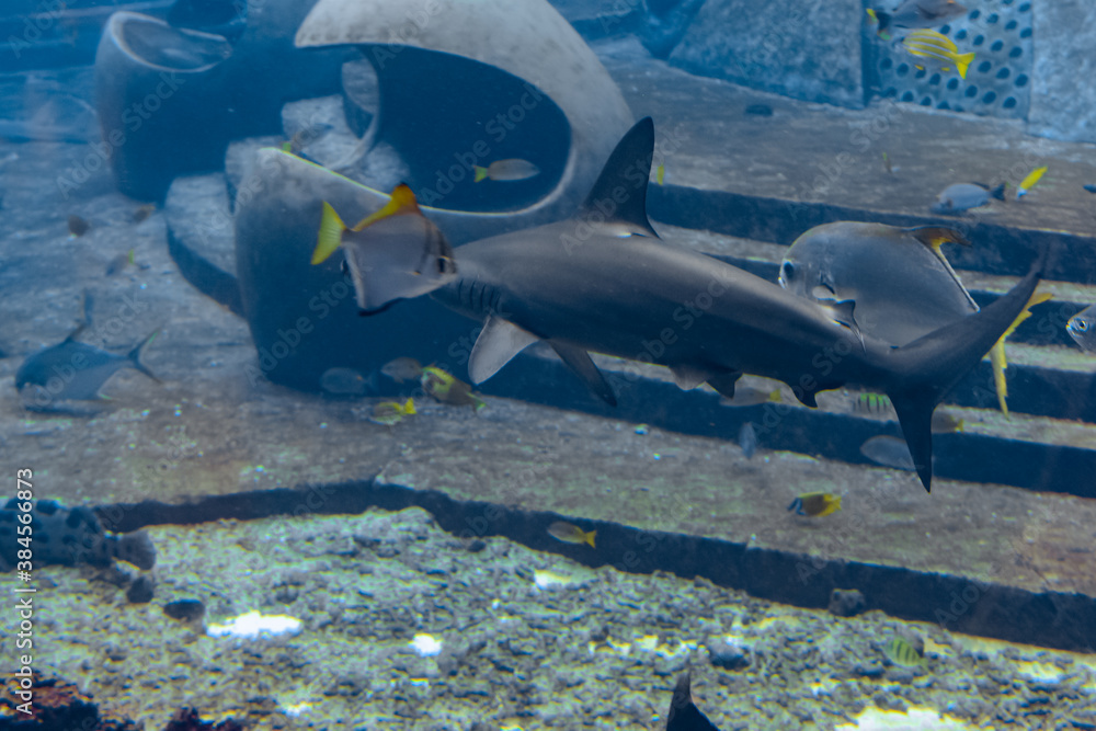 Hammerhead shark in the aquarium. The great hammerhead (Sphyrna ...