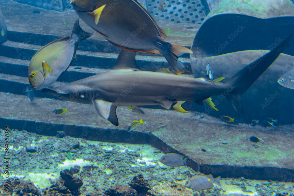 Foto de Hammerhead shark in the aquarium. The great hammerhead (Sphyrna ...