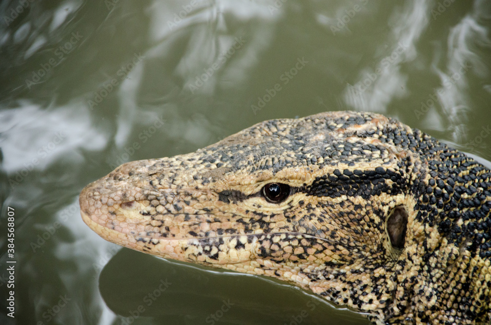 Close up the Asian water monitor (Varanus salvator), also called common ...