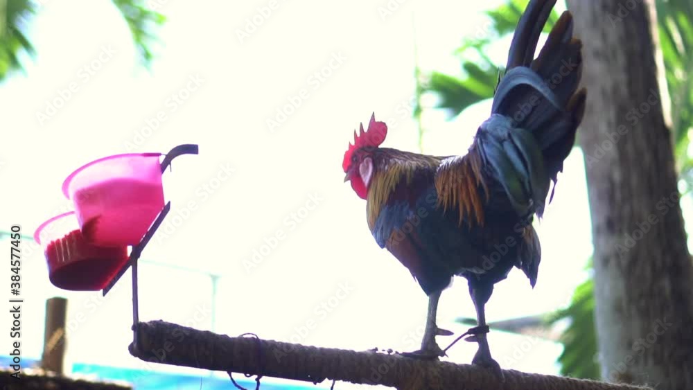 Rooster standing over wood stick slow motion in morning in local Asia ...