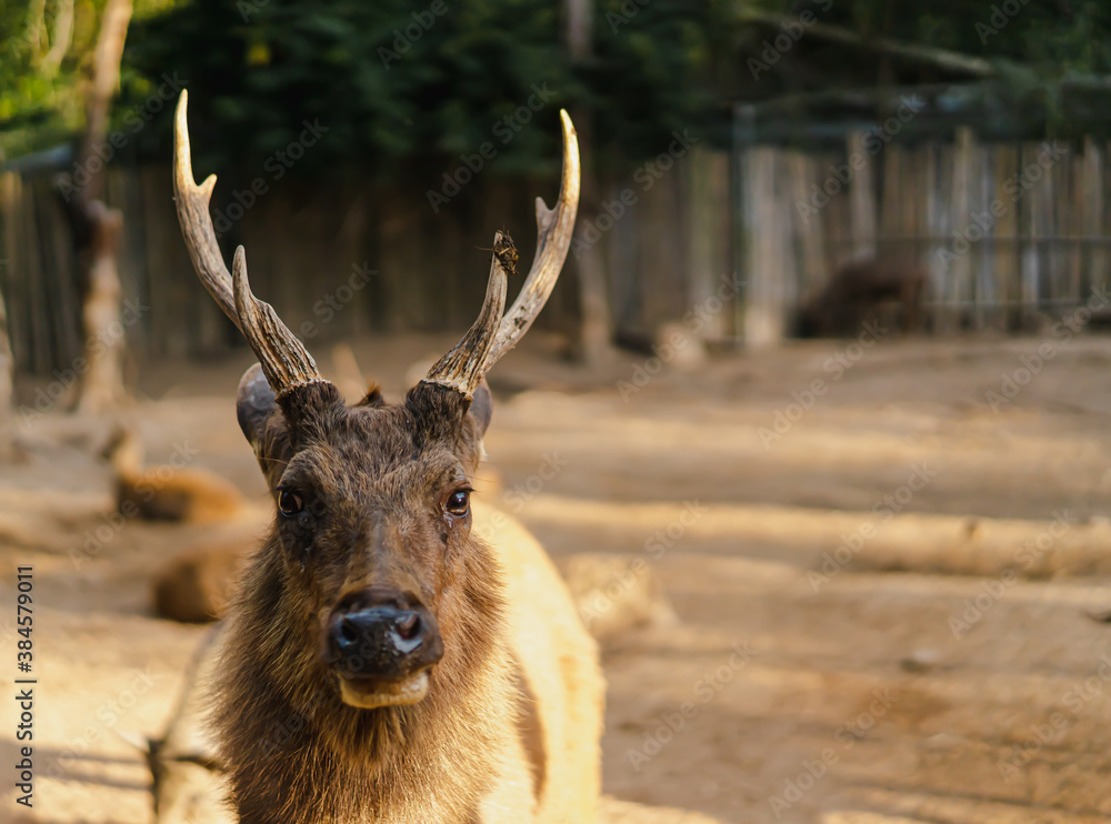 The front view of a brown deer is standing on the ground and staring at ...