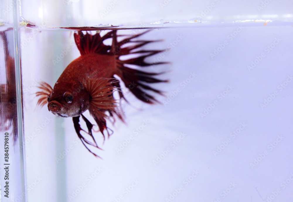 red crowntail betta fish. The red betta fish on the body with other ...