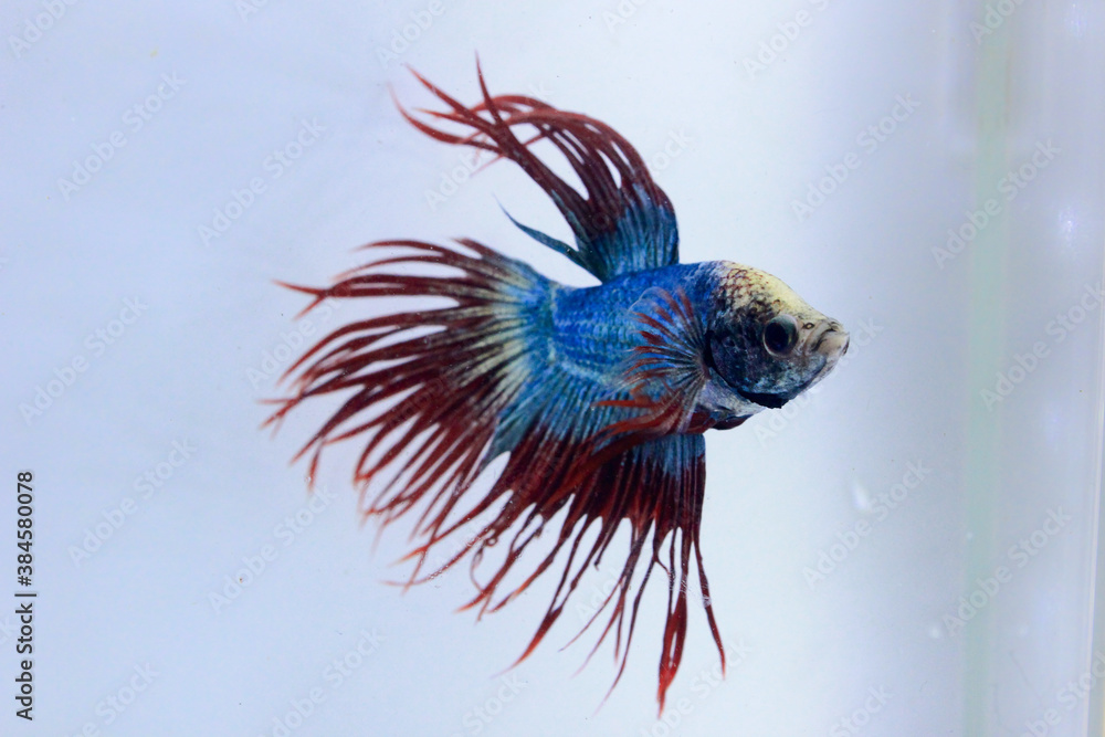 crowntail betta fish. The betta fish are light blue on the body and ...