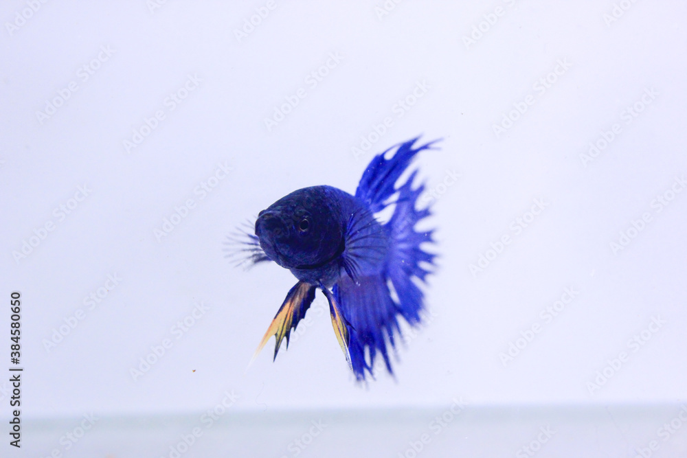blue crowntail betta fish. The blue betta fish with a yellow ...