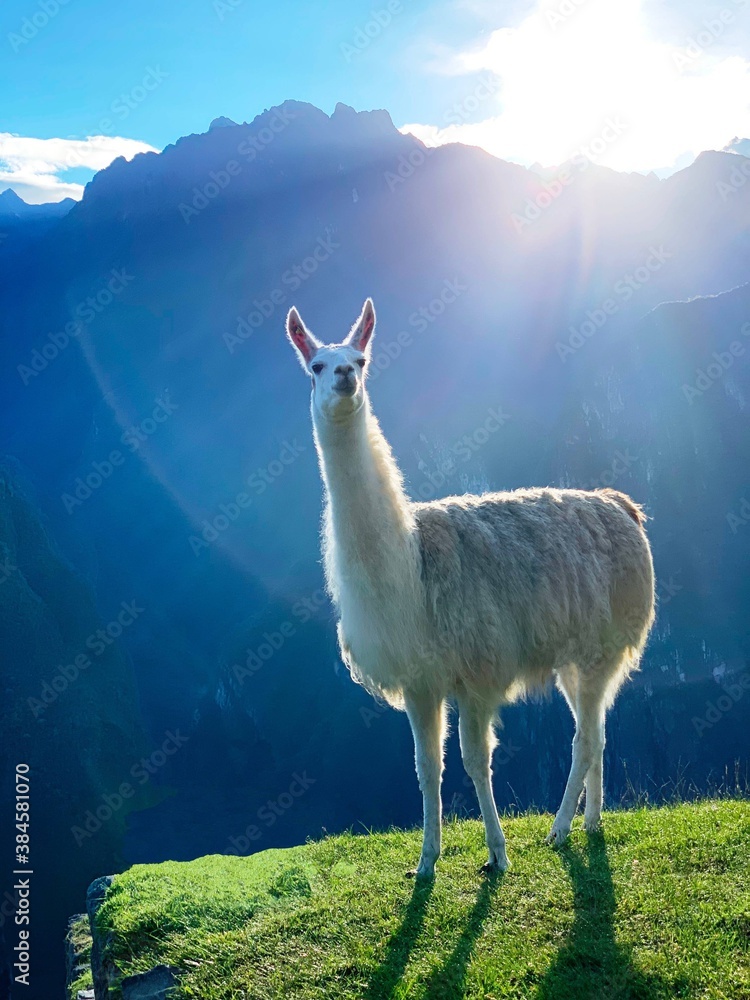 White peruvian llama glama in the green grass slope of Andes mountains ...