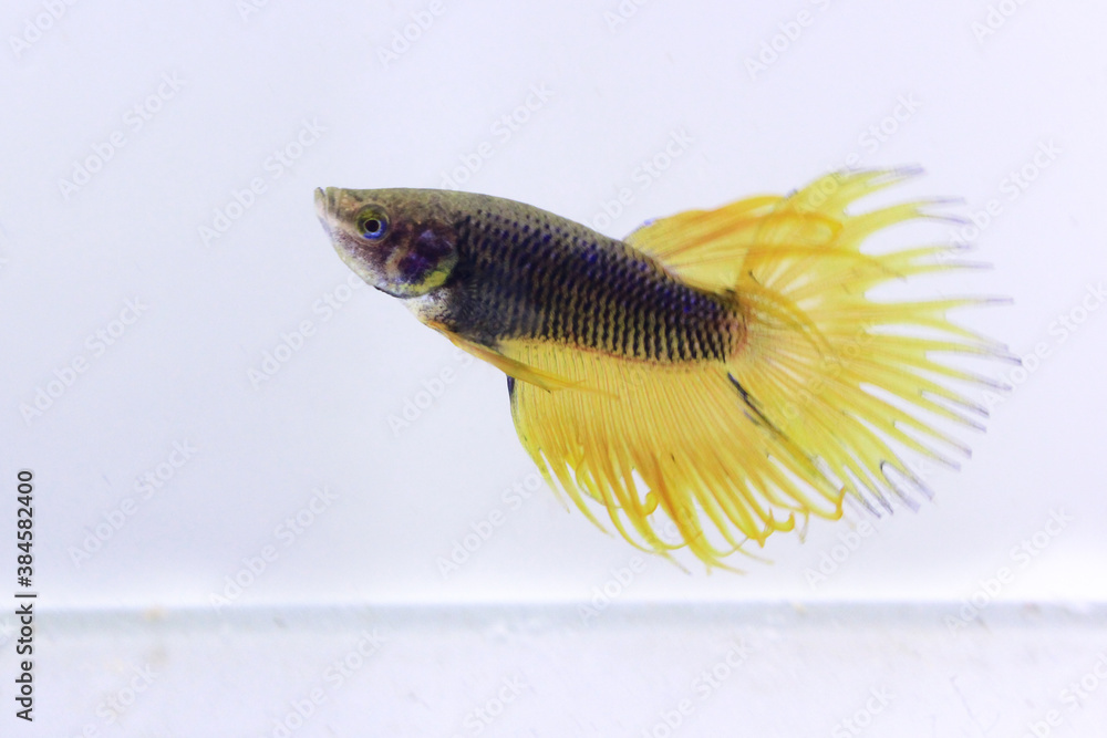 yellow crowntail betta fish. The betta fish is black on the body with a ...