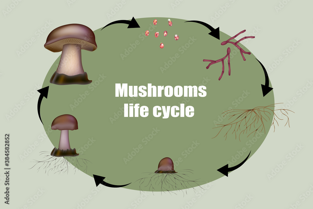 Diagram mushroom anatomy life cycle stages. From spore release to ...