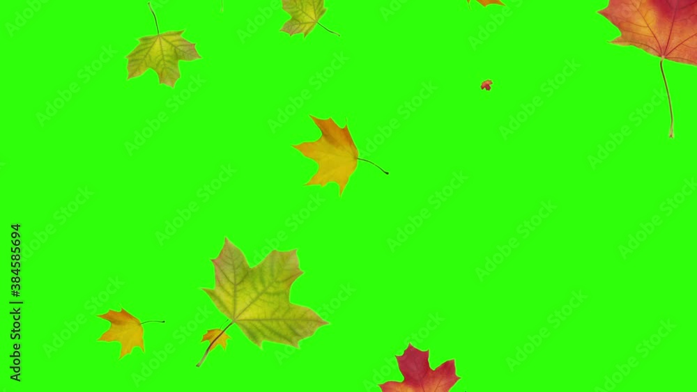 Autumn leaf fall animation on chroma key background. Multi colored ...