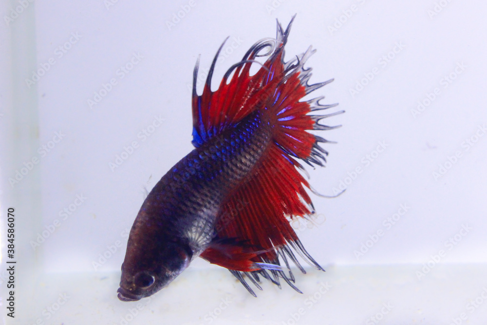 red crowntail betta fish. The red betta fish on the body with other ...