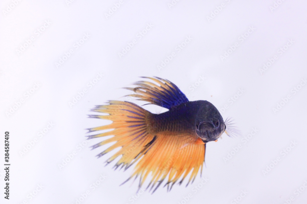 black crowntail betta fish. The black betta fish with an orange ...