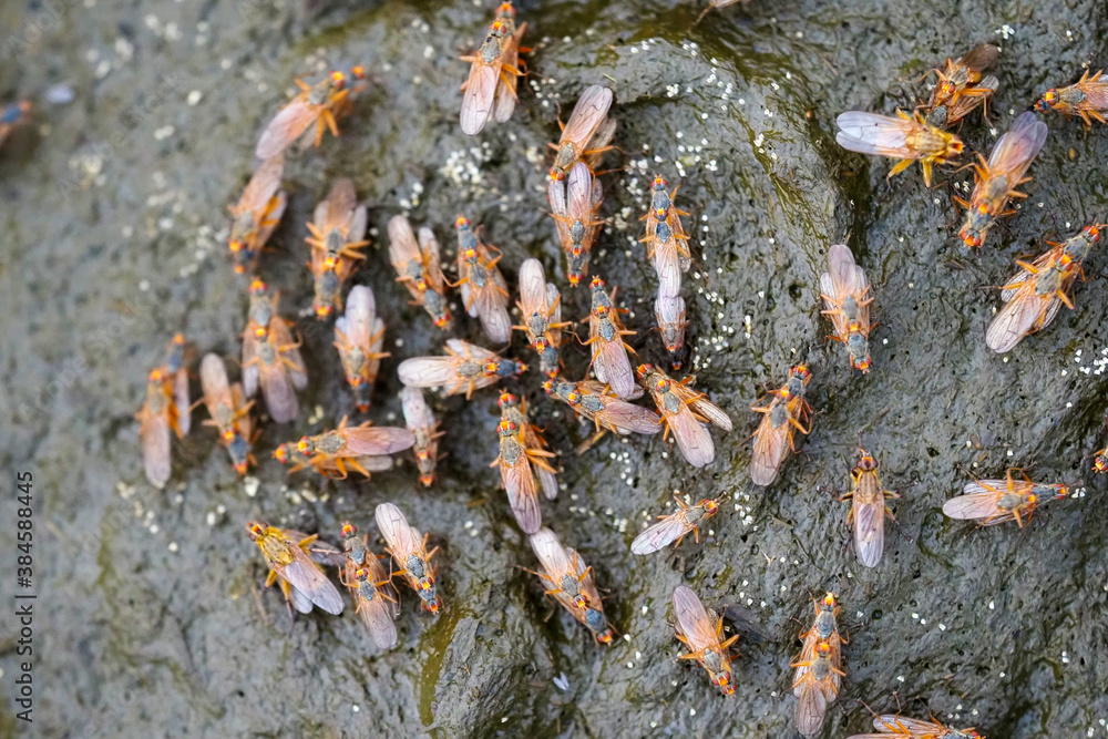 Diptera, top view. Suillia lays larvae in cow dung Stock Photo | Adobe ...