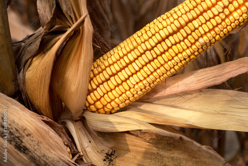 Isolated closeup of fresh ripe yellow ear of corn on the cob in ...