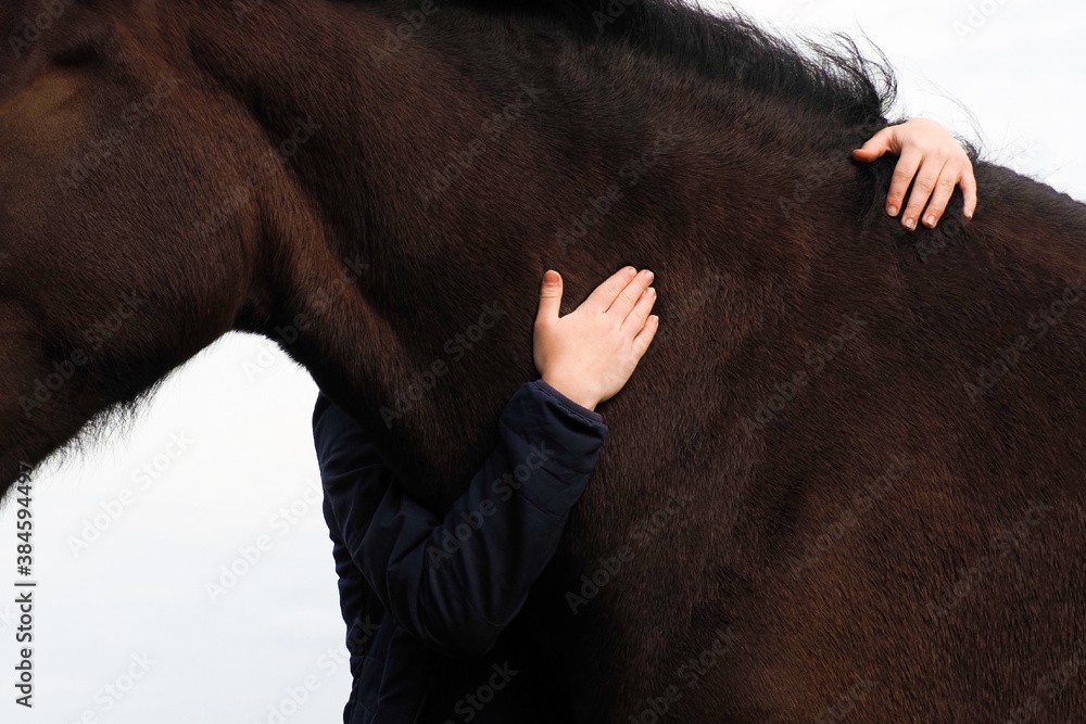 Small child hugs the big bay horse. Children's arms wrapped around the ...