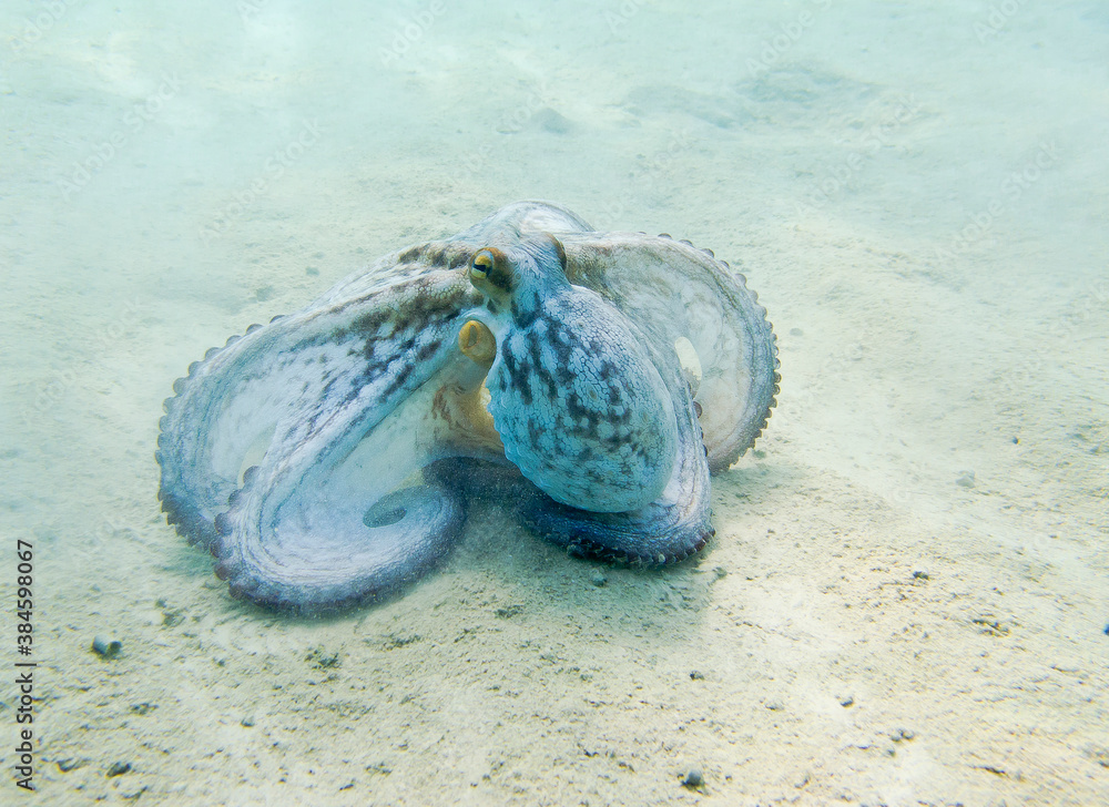 Il polpo (Octopus vulgaris Cuvier, 1797) o polpo è un cefalopode della ...