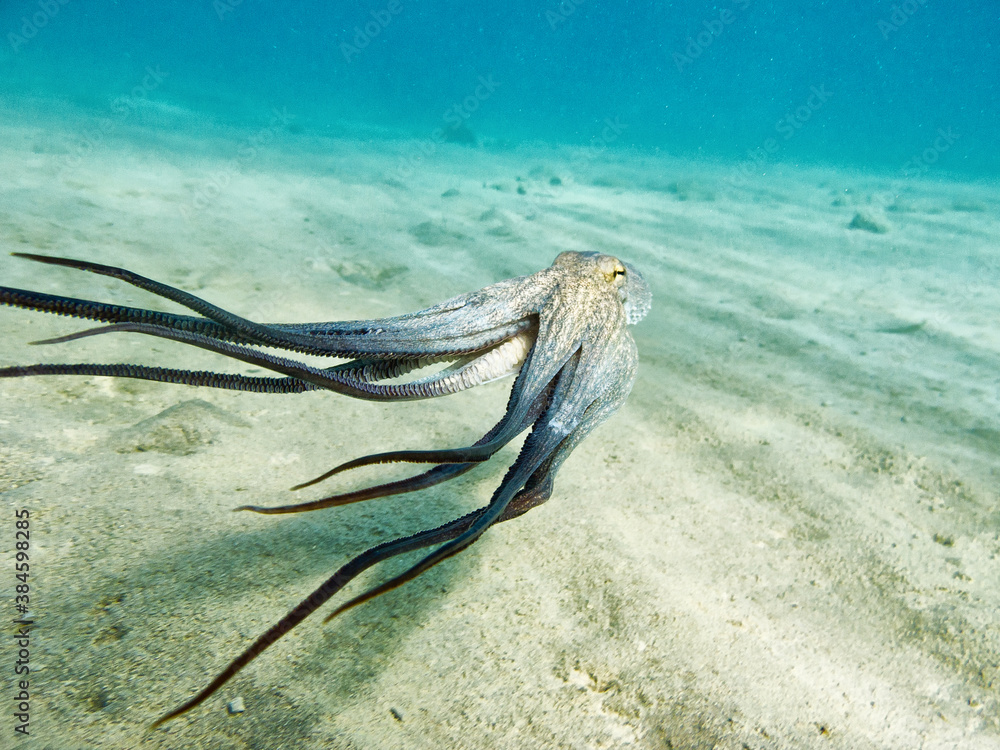 Il polpo (Octopus vulgaris Cuvier, 1797) o polpo è un cefalopode della ...