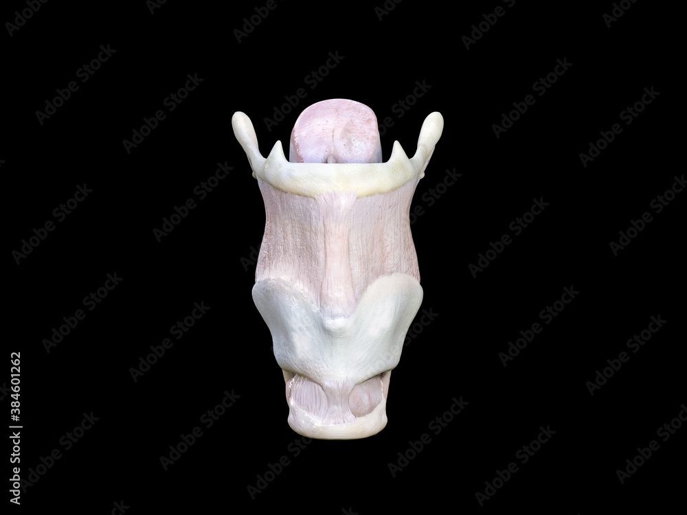 Anatomy of the larynx 3d medical illustration on black background, 3d ...