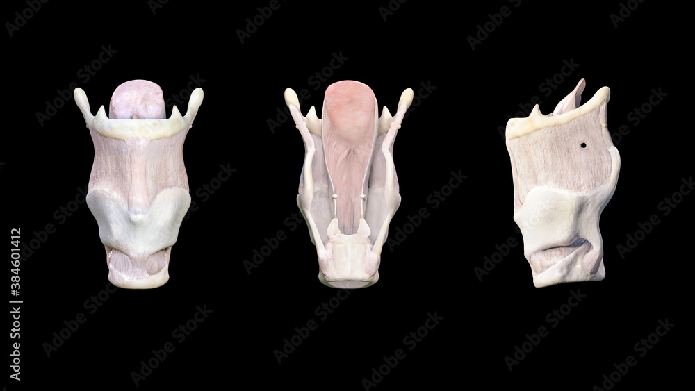 Anatomy of the larynx 3d medical illustration on black background, 3d ...