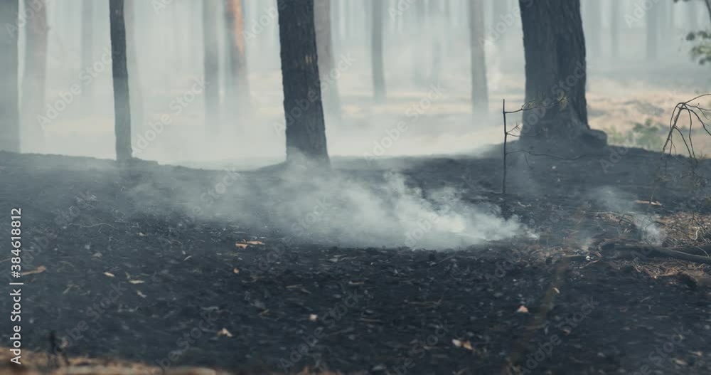 Air pollution caused by fire in woods, consequences of arson in forest ...