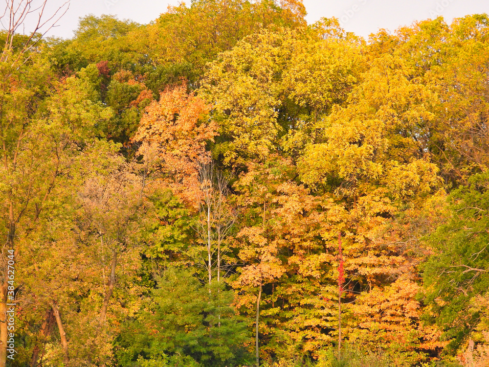 Luscious Fall Colors in Forest Landscape View with Yellow, Orange ...