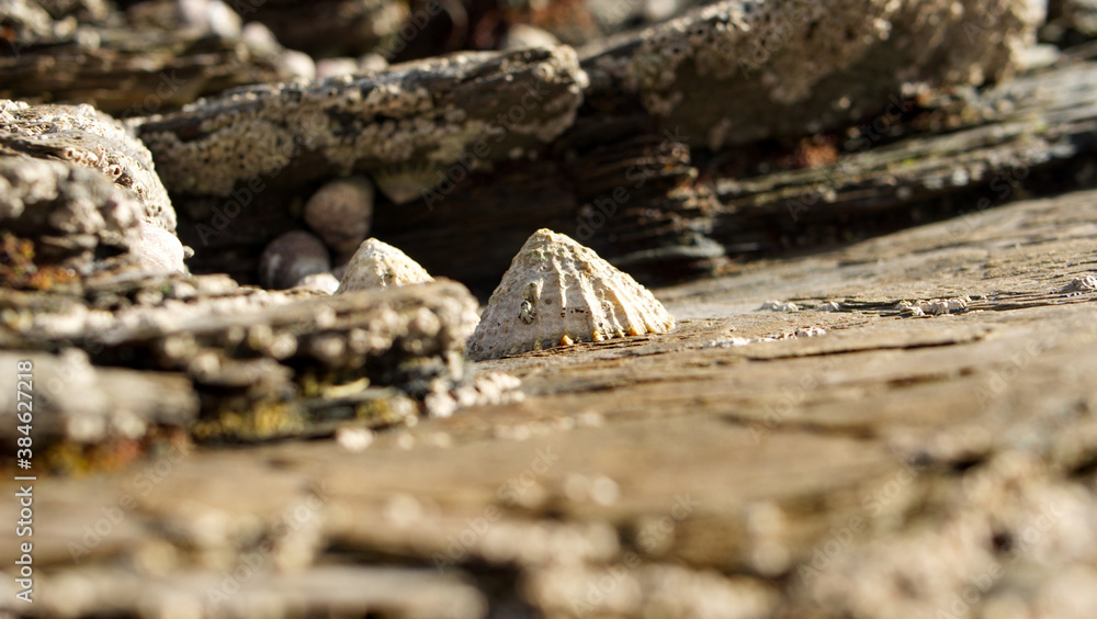 Close-up in and around beach rock pools with shells and barnacles in ...