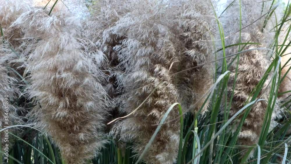 Pampas grass fronds sway in the breeze, creating a soft backdrop Stock ...
