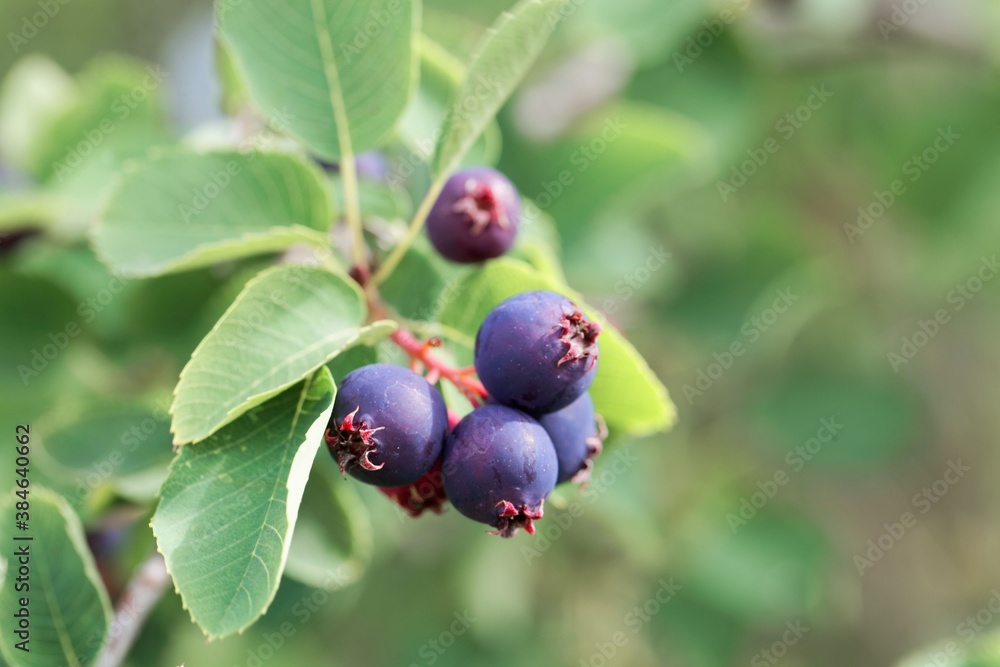 Fruits of a Pacific serviceberry, Amelanchier alnifolia Stock Photo ...