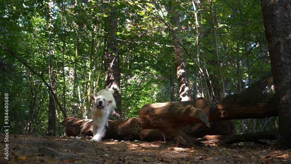 A white Golden Retriever dog happily jumps over a log in the woods. The ...