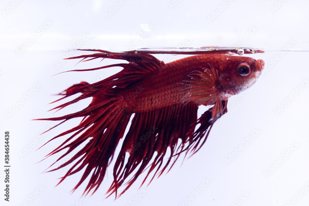 red crowntail betta fish. The red betta fish on the body with other ...