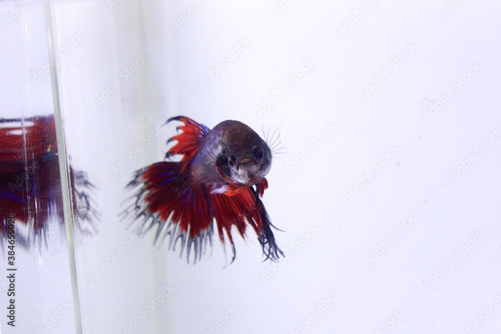 red crowntail betta fish. The red betta fish on the body with other ...