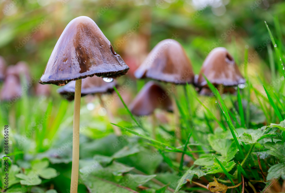 beautiful scene with group of inky cap mushroom also known as tippler's ...
