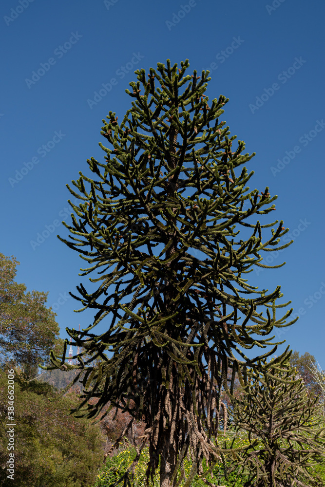 Árbol típico Chileno Stock Photo | Adobe Stock