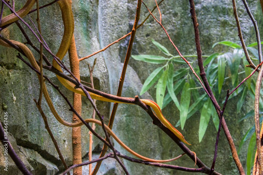 Madagascar leaf-nosed snake (Langaha madagascariensis) is a medium ...