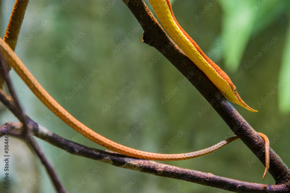 Madagascar leaf-nosed snake (Langaha madagascariensis) is a medium ...