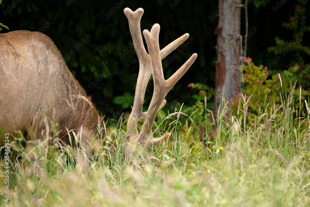 Massive shoulders and antlers of an elk are all that shows with the ...