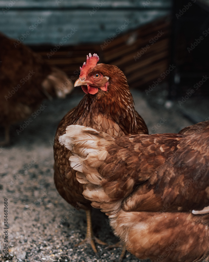 Gallinas felices. Las aves están criadas bajo un sistema, una forma en ...