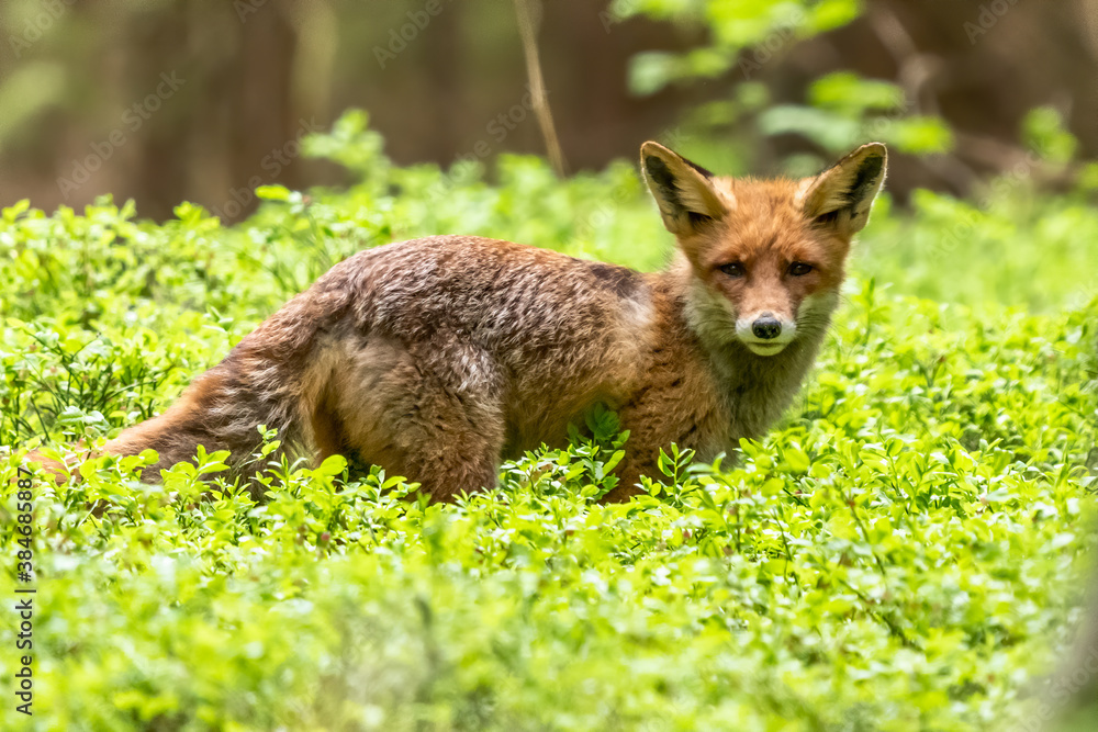 Red Fox. The species has a long history of association with humans.The ...