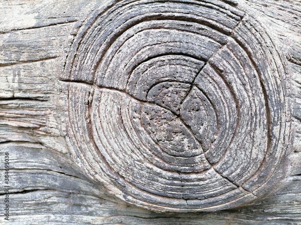 The tree is crossed with clearly visible the annular line. Stock Photo ...