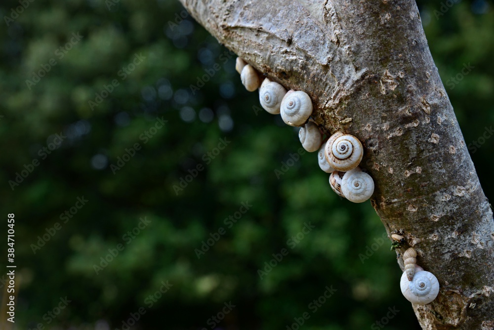 Close-up view of tiny snail shells stuck to a tree branch. White snail ...