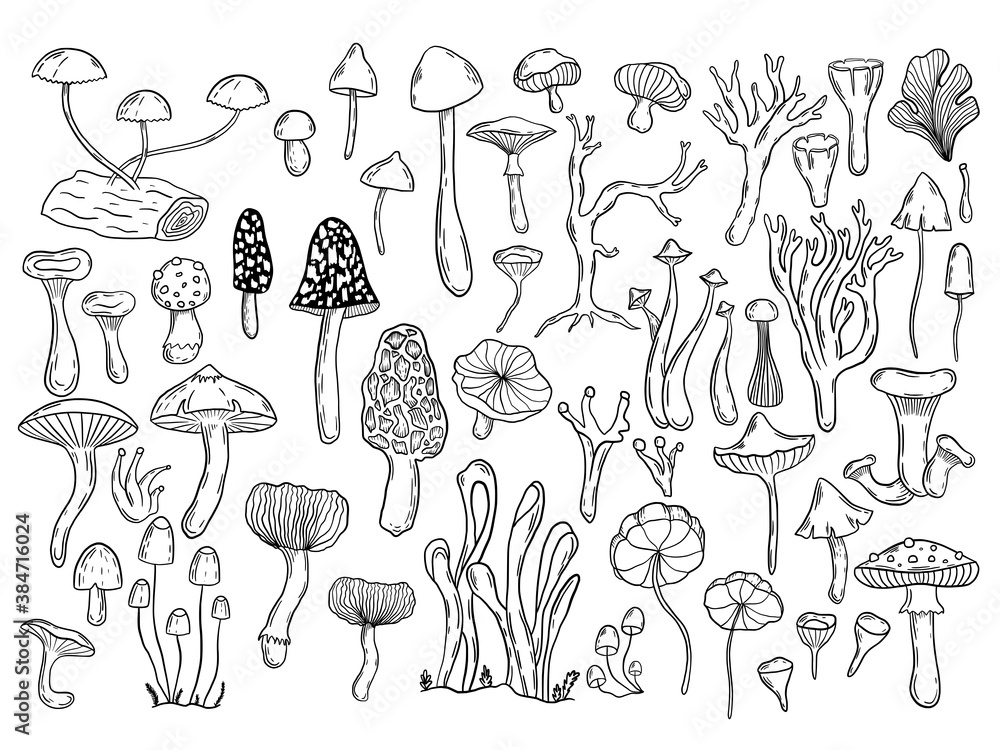 Hand darwn vector fungi clipart. Graphic line work of mushrooms set ...