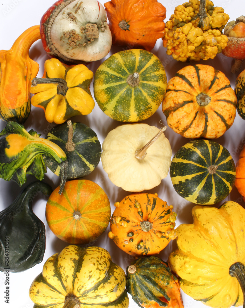Coloquintes de différentes couleurs sur fond blanc Photos | Adobe Stock