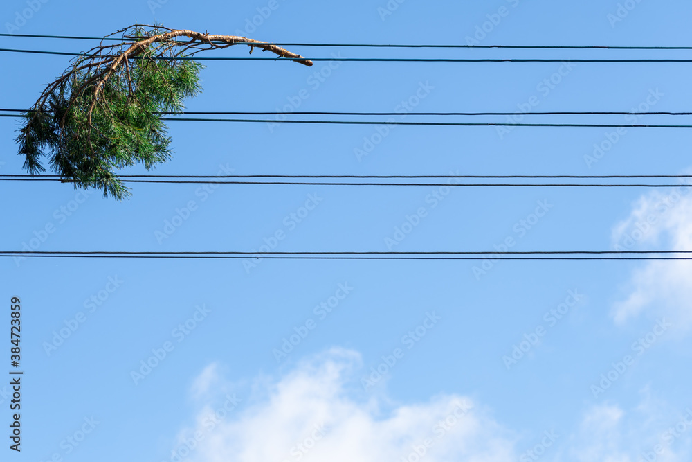 Tree branch caught in power lines. Stock Photo | Adobe Stock