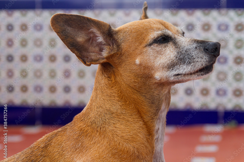 Perro o mascota atento con una bonita pared de fondo con textura de ...