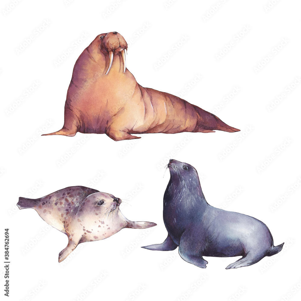 Set of watercolor illustrations of a seal, walrus and fur seal isolated ...