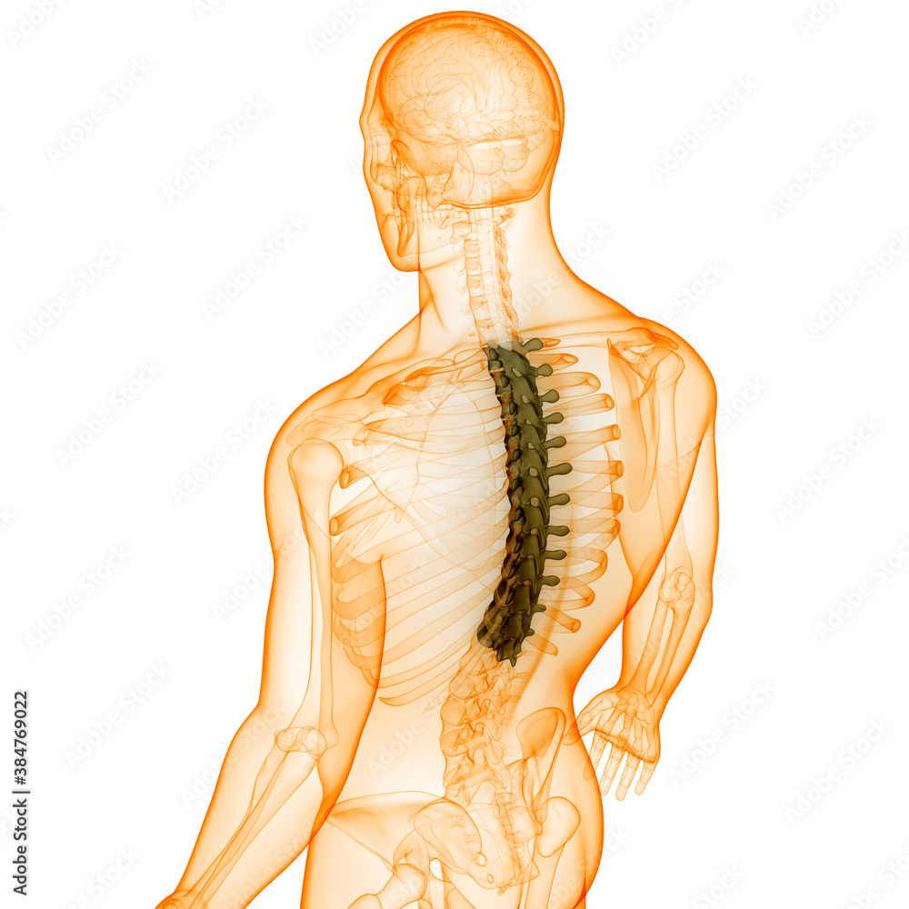 Spinal Cord Vertebral Column Thoracic Vertebrae of Human Skeleton ...