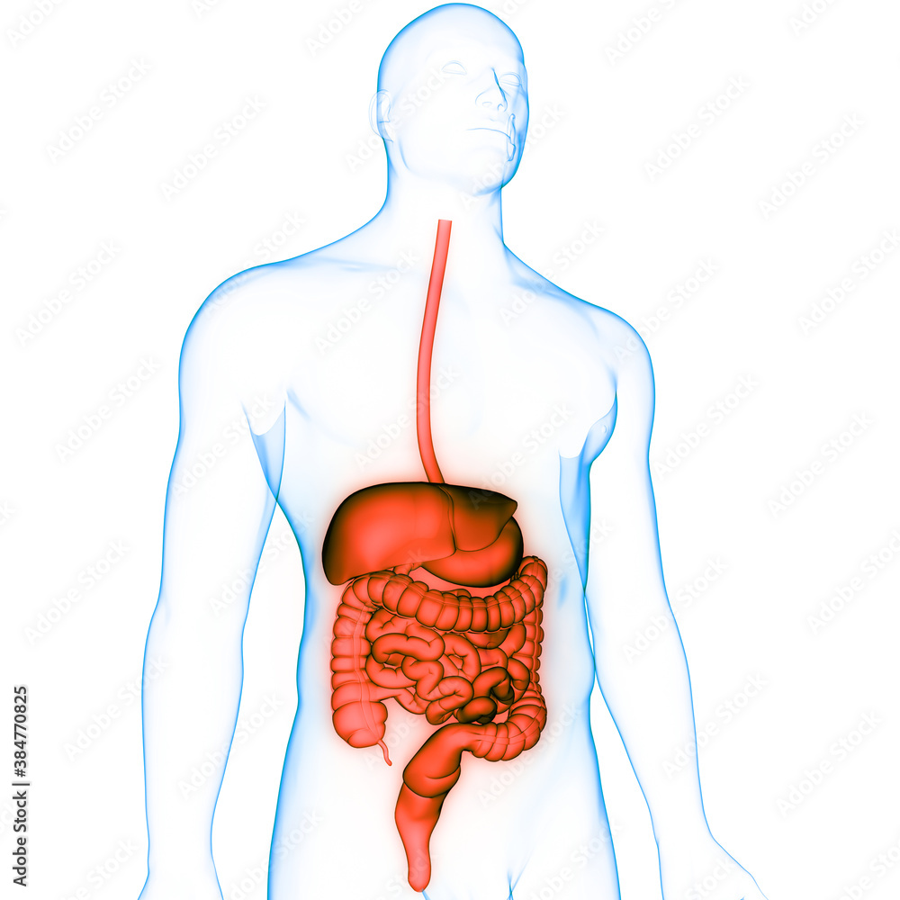 Human Digestive System Anatomy Stock Illustration | Adobe Stock