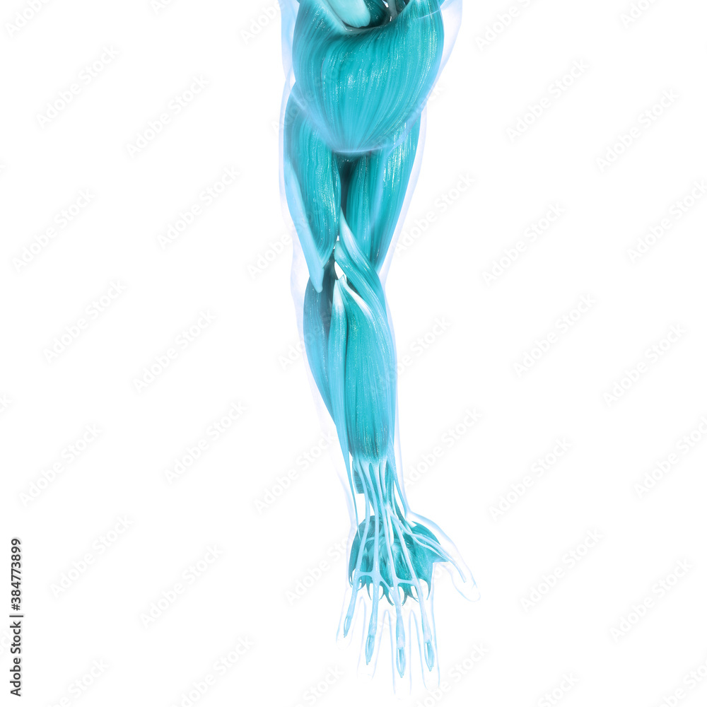 Muscles a Part of Human Muscular System Anatomy Stock Illustration ...