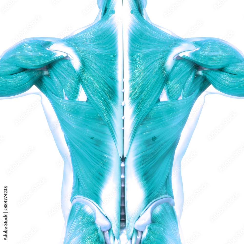 Muscles a Part of Human Muscular System Anatomy Stock Illustration ...