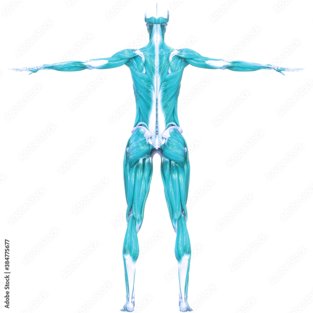 Muscles a Part of Human Muscular System Anatomy Stock Illustration ...